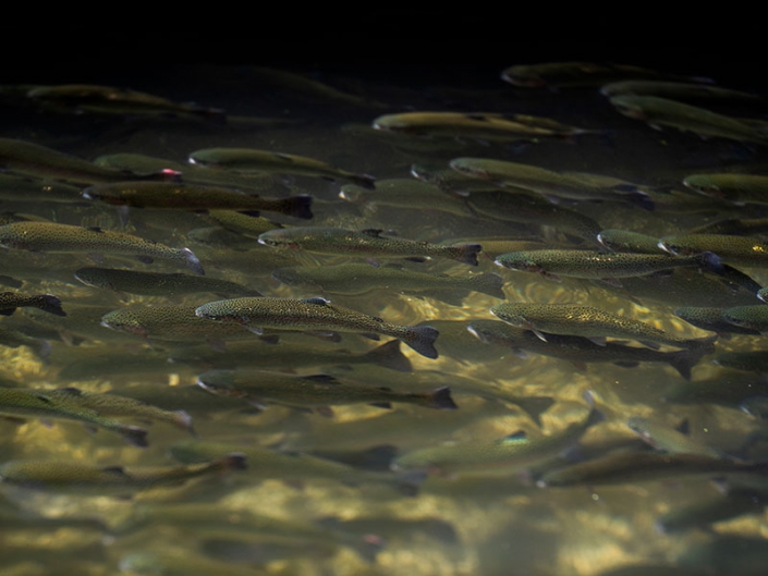 Élevage de truite Deux-Sèvres (79) - Pisciculture de Lussais